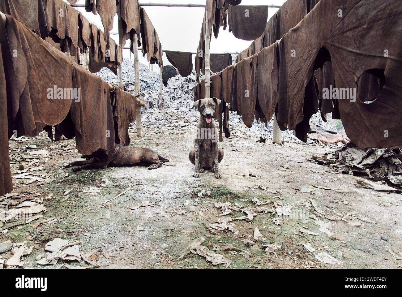 Dogs die due to bad environment. This is the grim reality of stray dogs ...