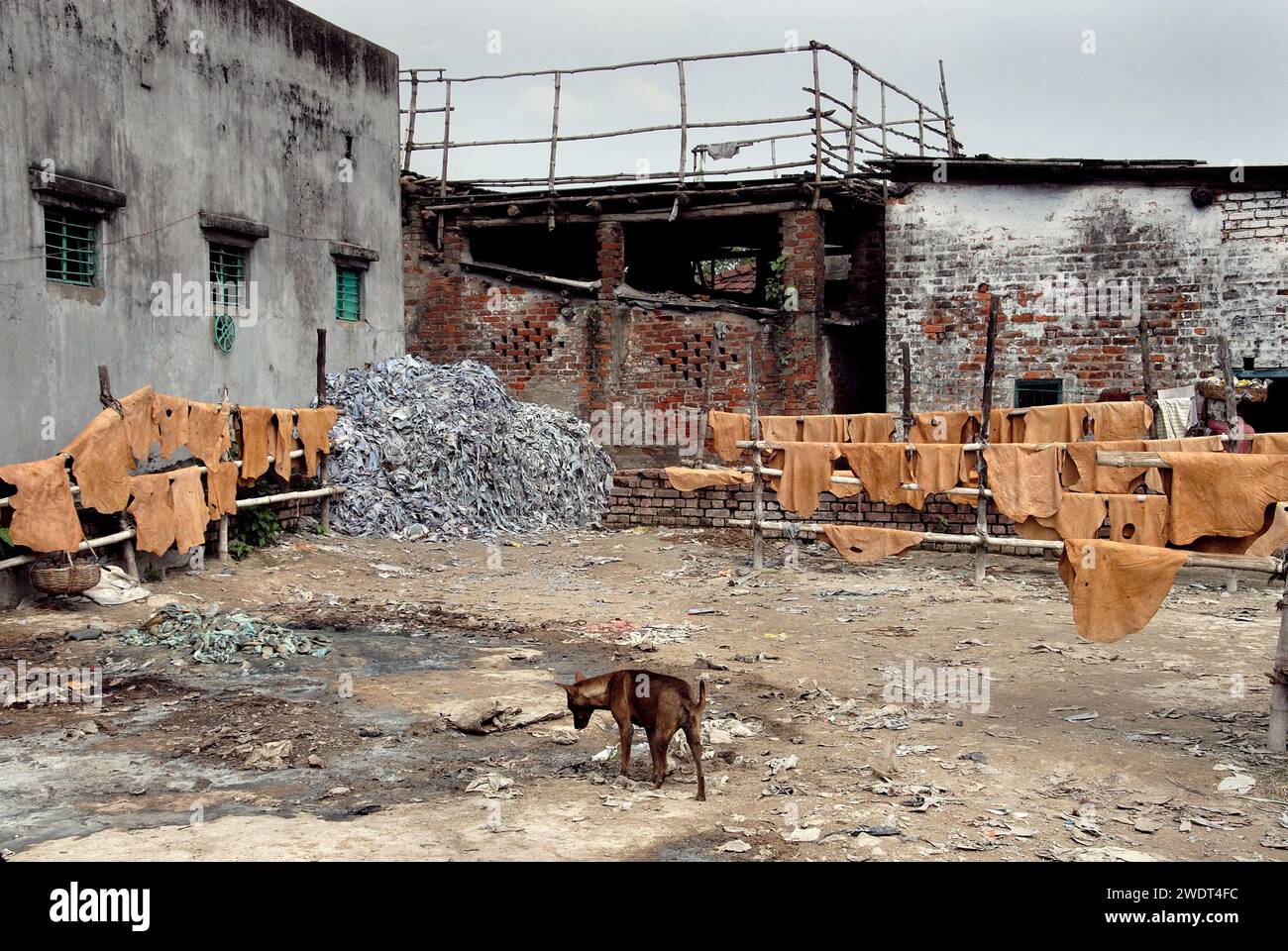 Dogs die due to bad environment. This is the grim reality of stray dogs ...