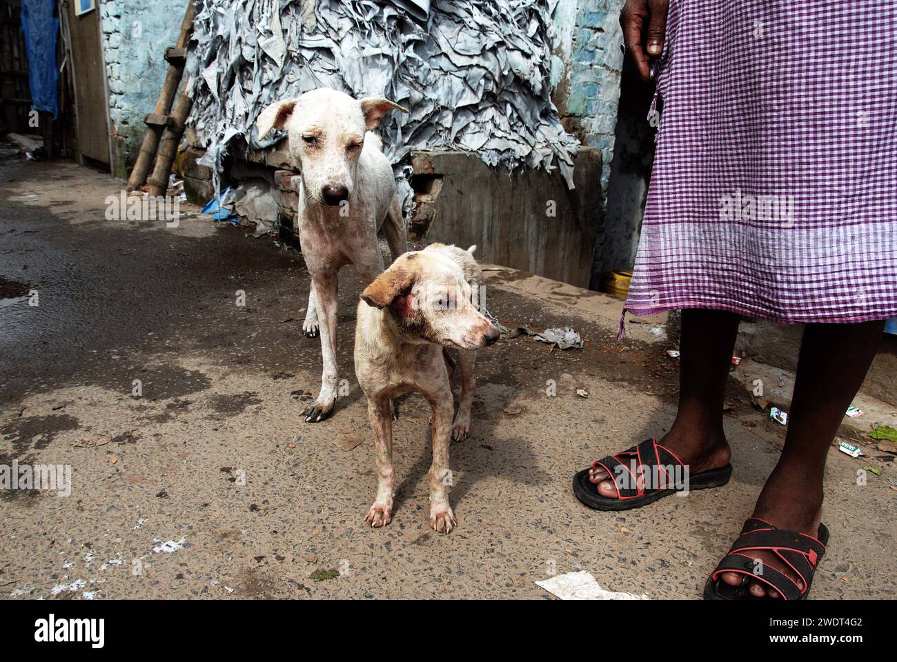 Dogs die due to bad environment. This is the grim reality of stray dogs ...
