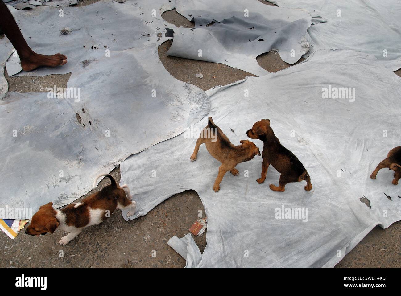 Dogs die due to bad environment. This is the grim reality of stray dogs ...