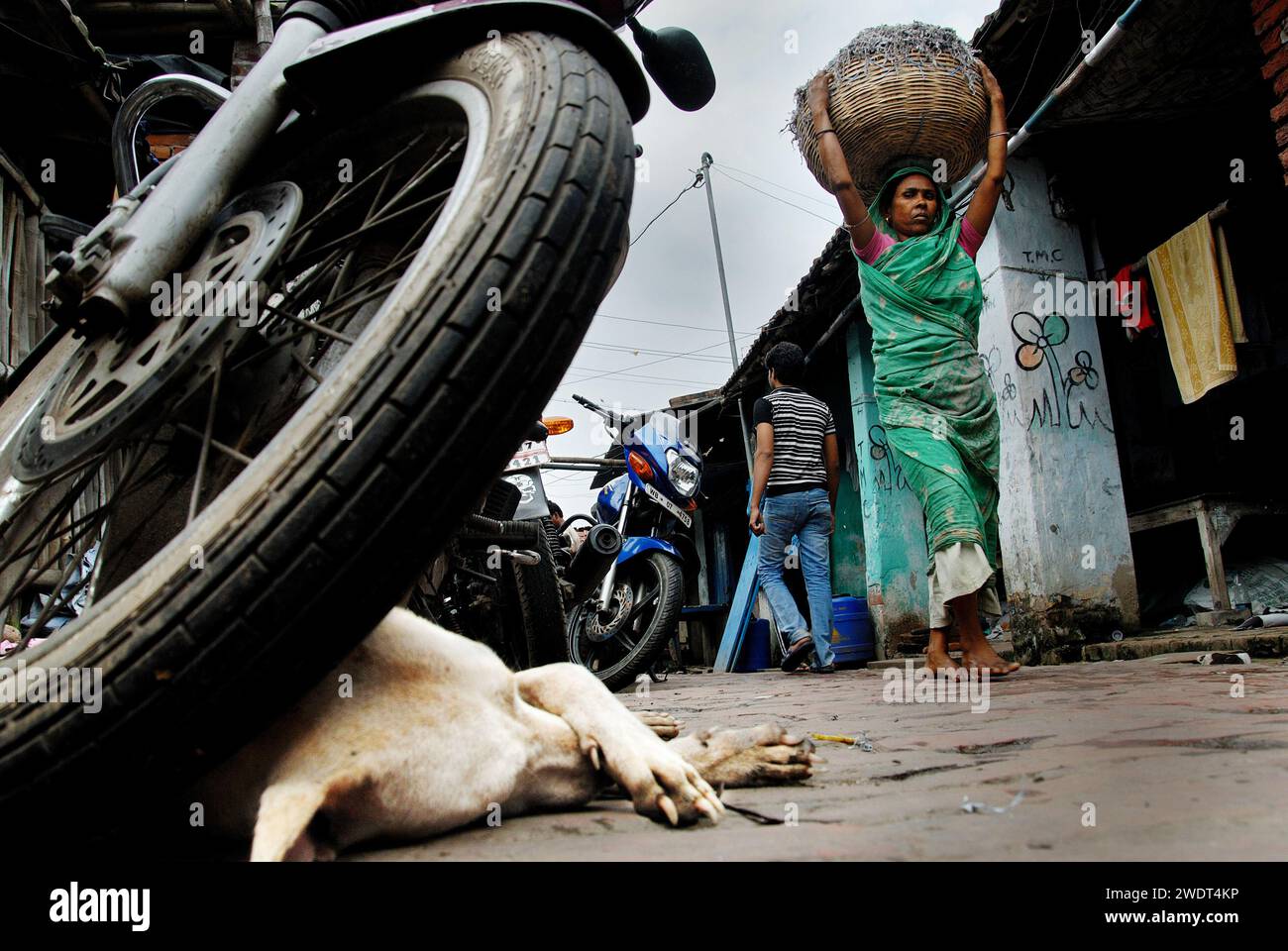 Dogs die due to bad environment. This is the grim reality of stray dogs ...