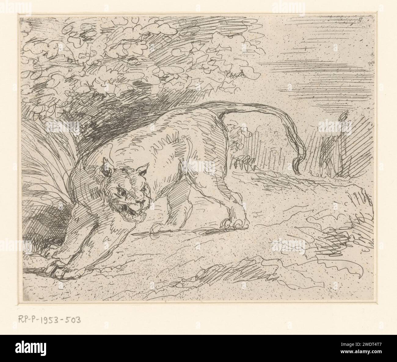 Predatory tiger hi-res stock photography and images - Alamy