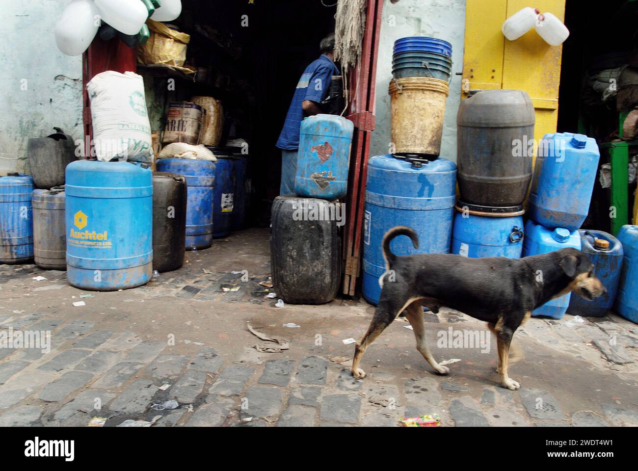 Dogs die due to bad environment. This is the grim reality of stray dogs ...
