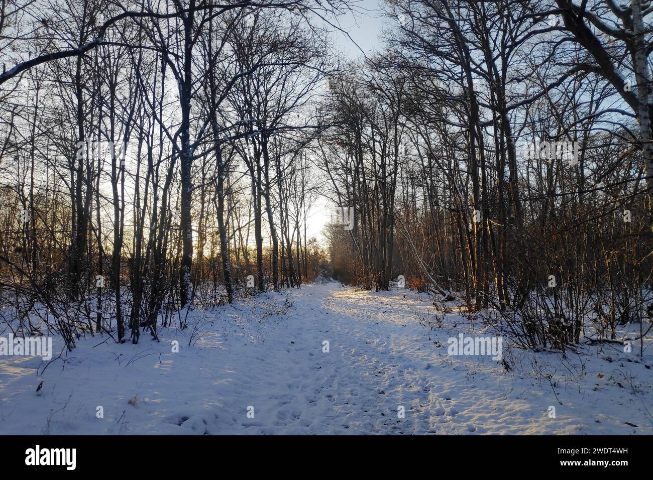 Forest path sun hi-res stock photography and images - Alamy