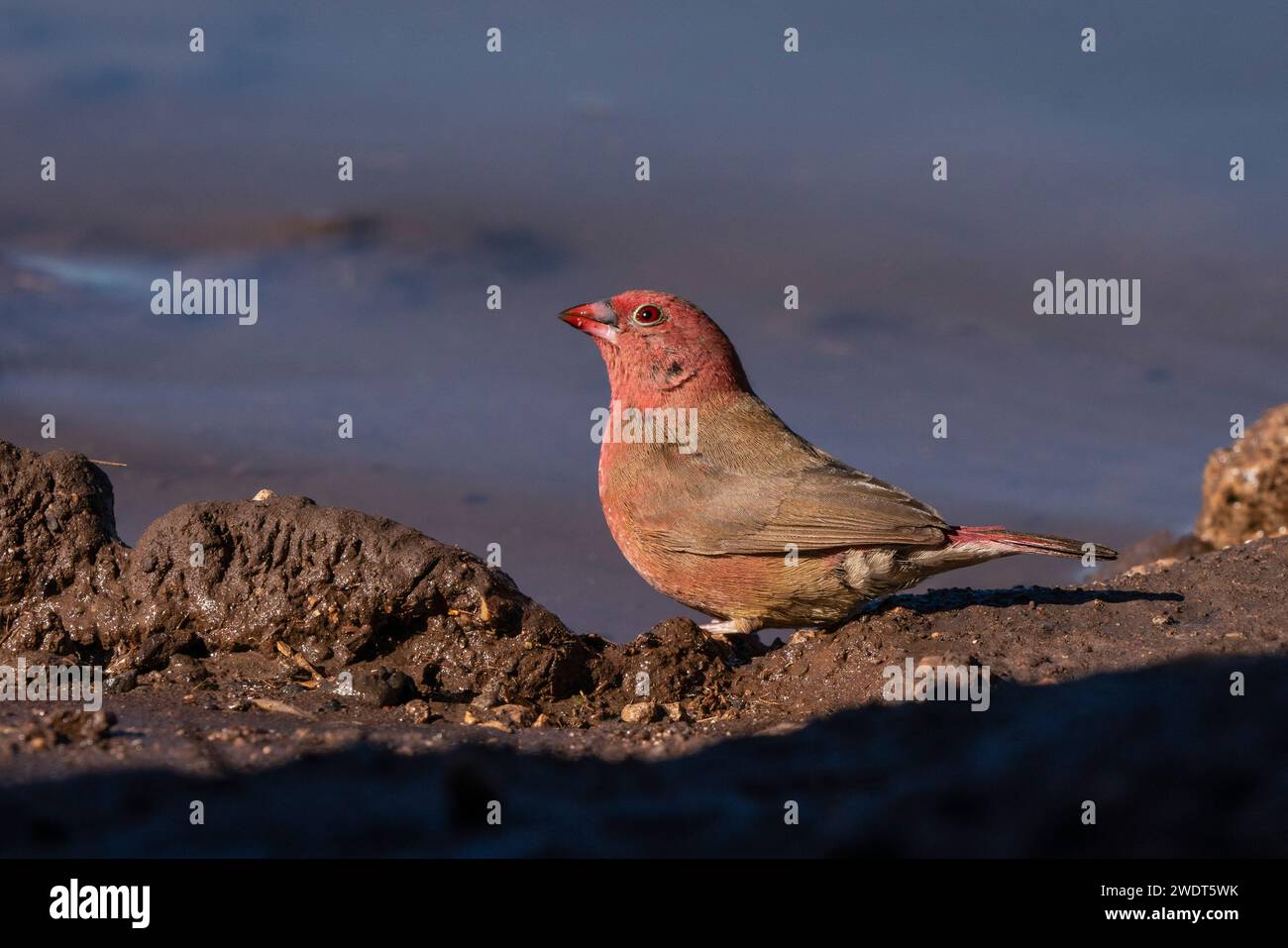 Senegal Firefinch (Lagonosticta senegala), Mashatu Game Reserve ...