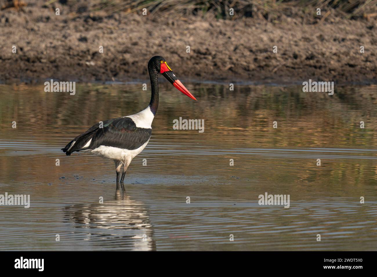 Saddle-billed Stork (Ephippiorhynchus senegalensis) fishing in a ...