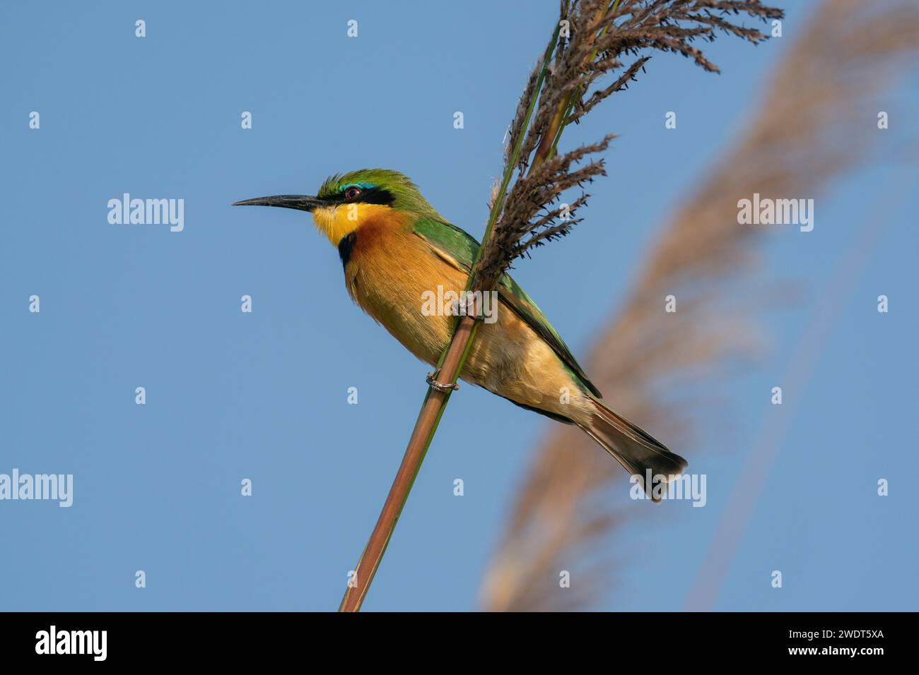 Little Bee-eater (Merops pusillus), Okavango Delta, Botswana, Africa ...