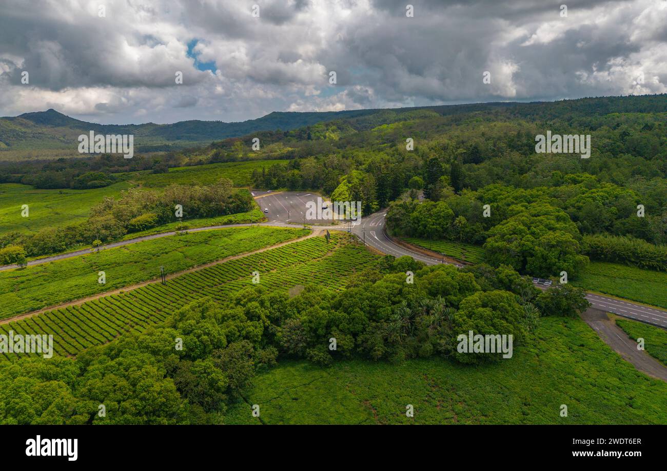 Aerial view of tea plantation near Bois Cheri Tea Factory, Mauritius ...