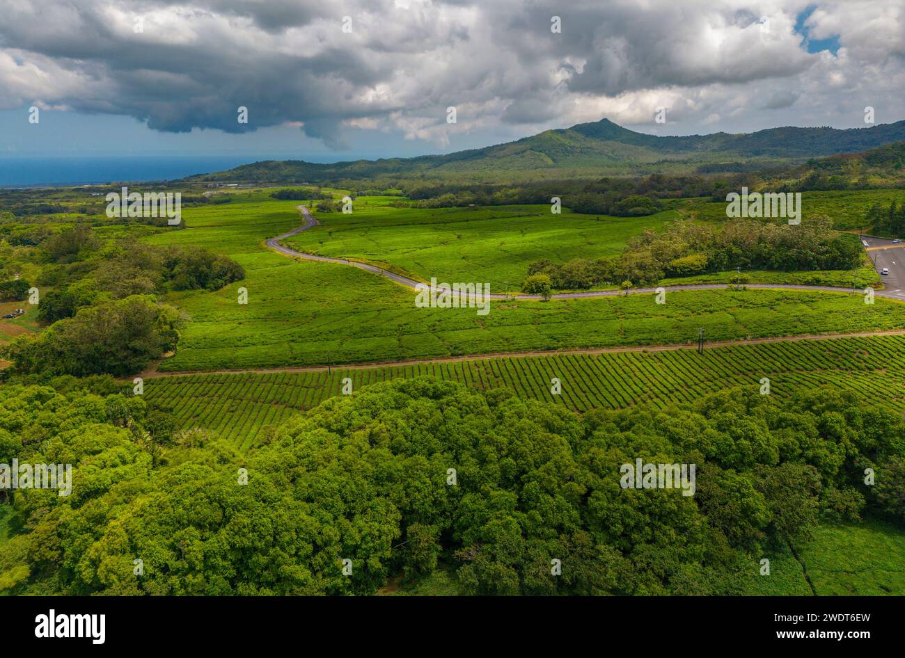 Aerial view of tea plantation near Bois Cheri Tea Factory, Mauritius ...