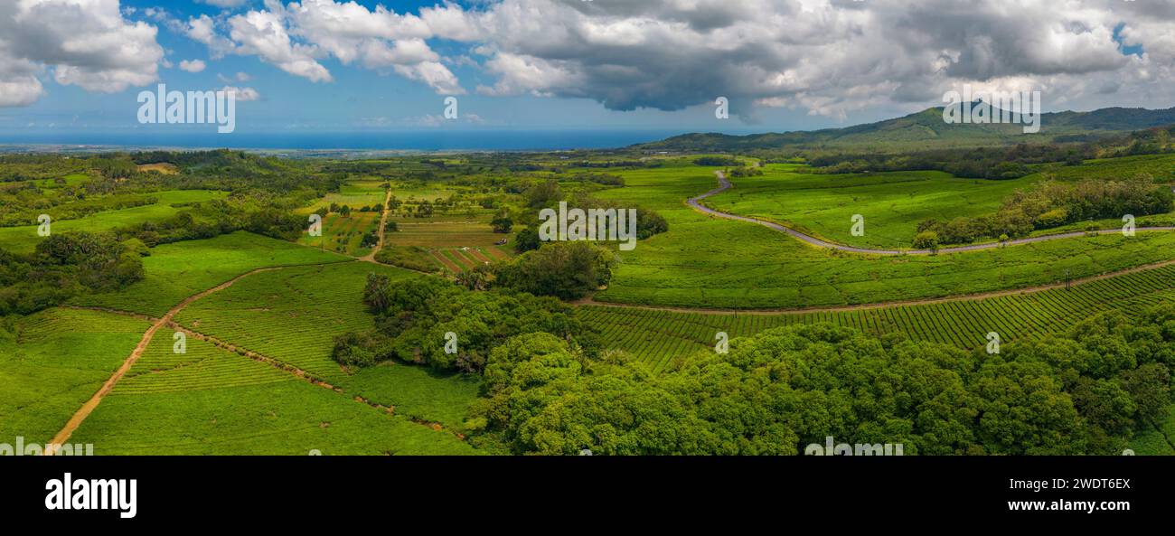 Aerial view of tea plantation near Bois Cheri Tea Factory, Mauritius ...