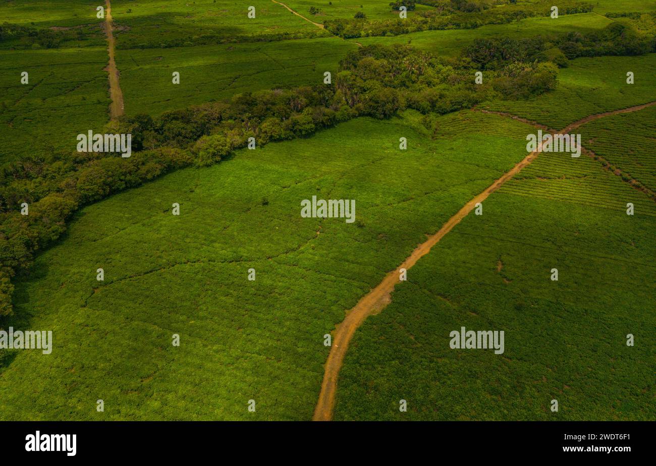Aerial view of tea plantation near Bois Cheri Tea Factory, Mauritius ...