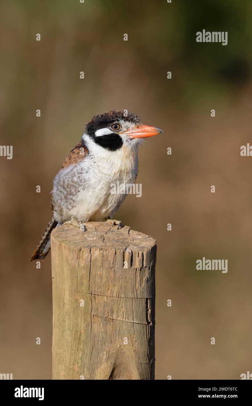 White-eared Puffbird (Nystalus chacuru) sitting on a pole, Serra da ...