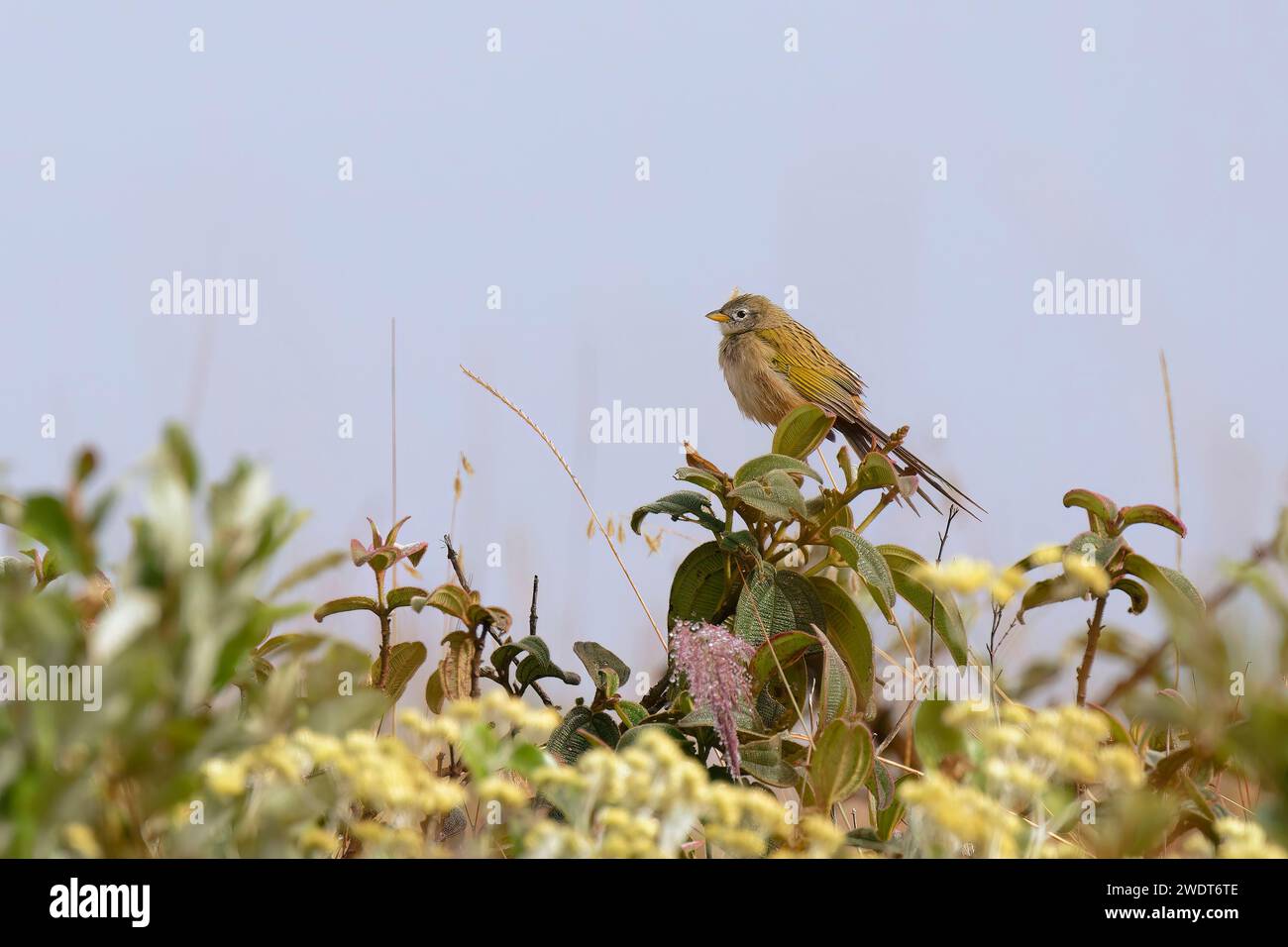 Wedge-tailed GrassFinch (Emberizoides herbicola), Serra da Canastra ...