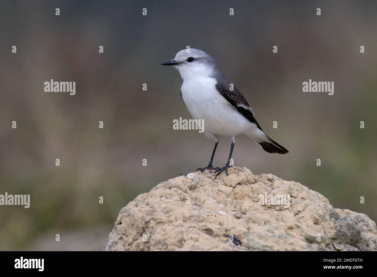 White-rumped Monjita (Xolmis velatus), Serra da Canastra National Park ...