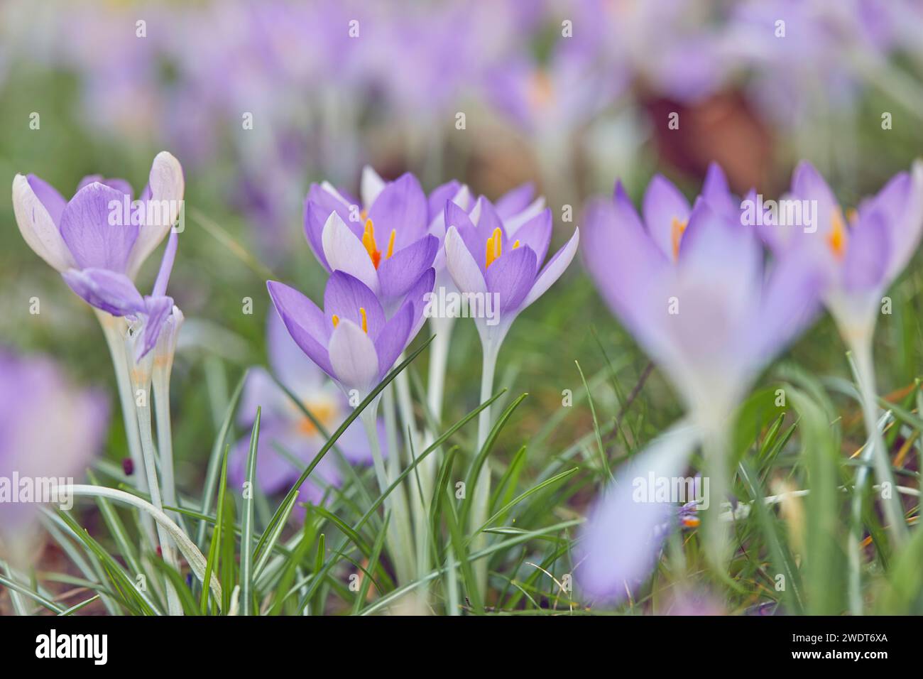 Purple crocuses in flower in early spring, one of the earliest flowers ...