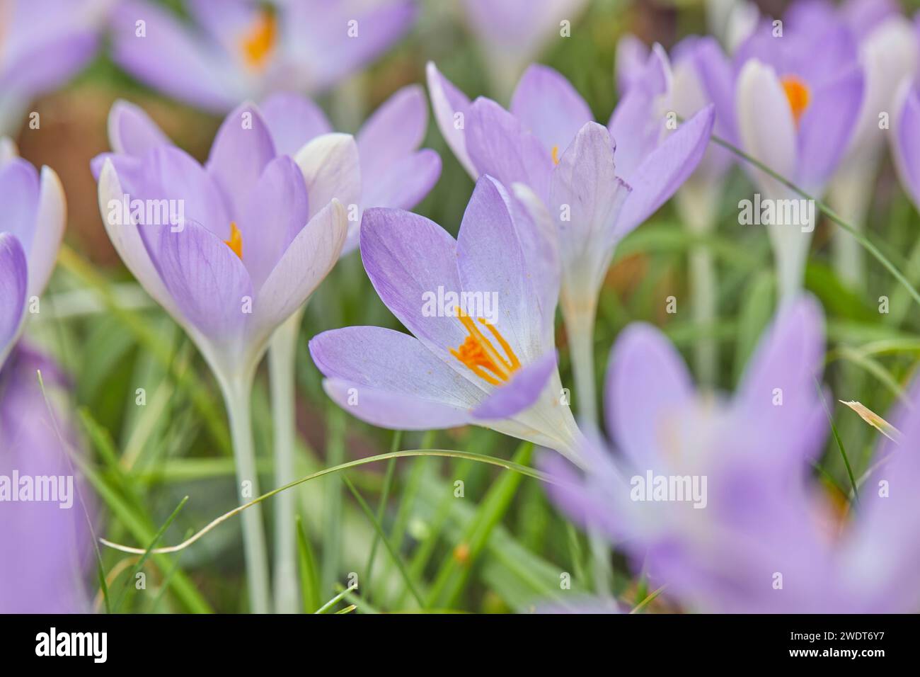 Purple crocuses in flower in early spring, one of the earliest flowers ...