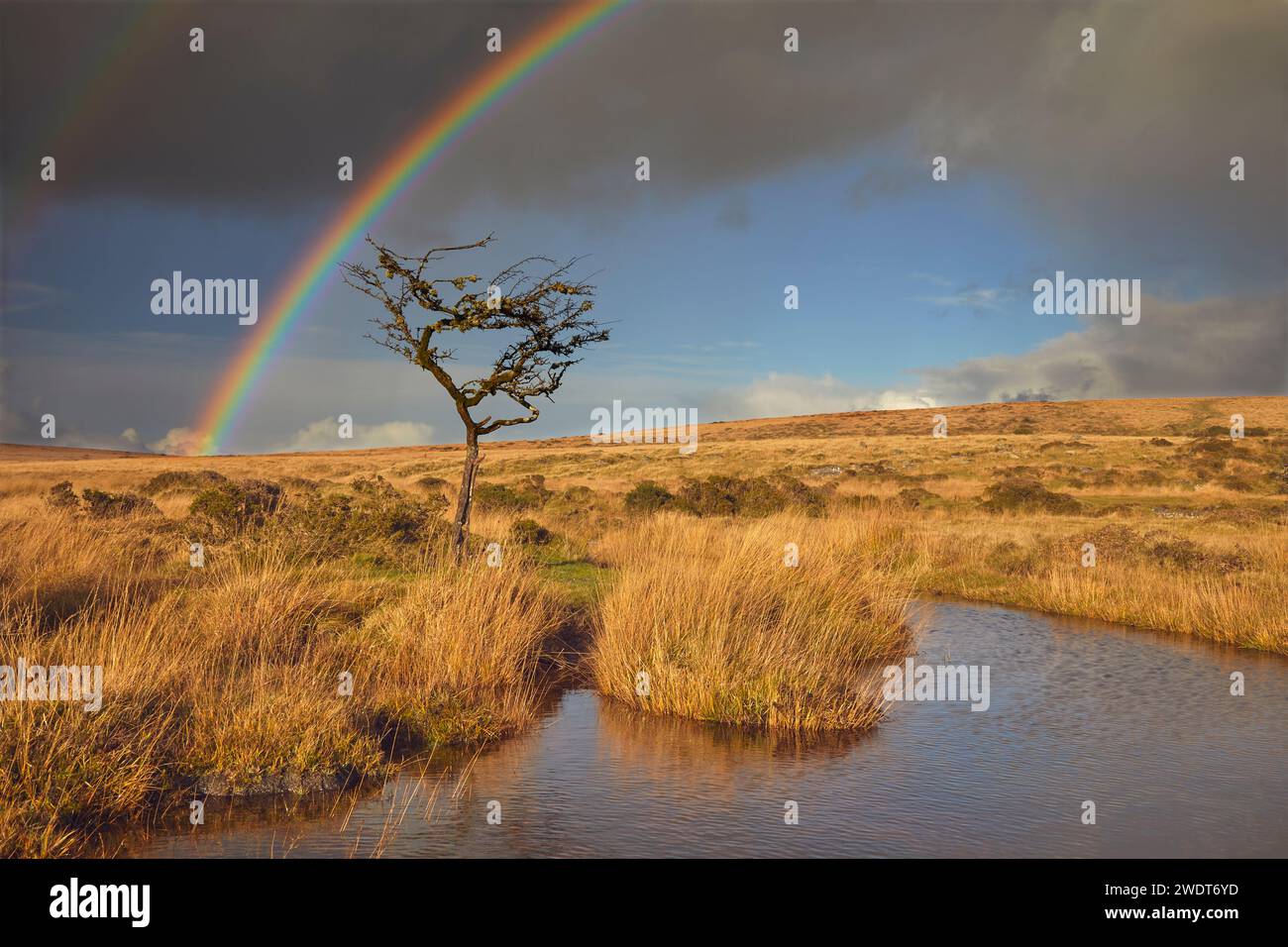 A rainbow arches across the marshy open moors of Dartmoor in autumn ...