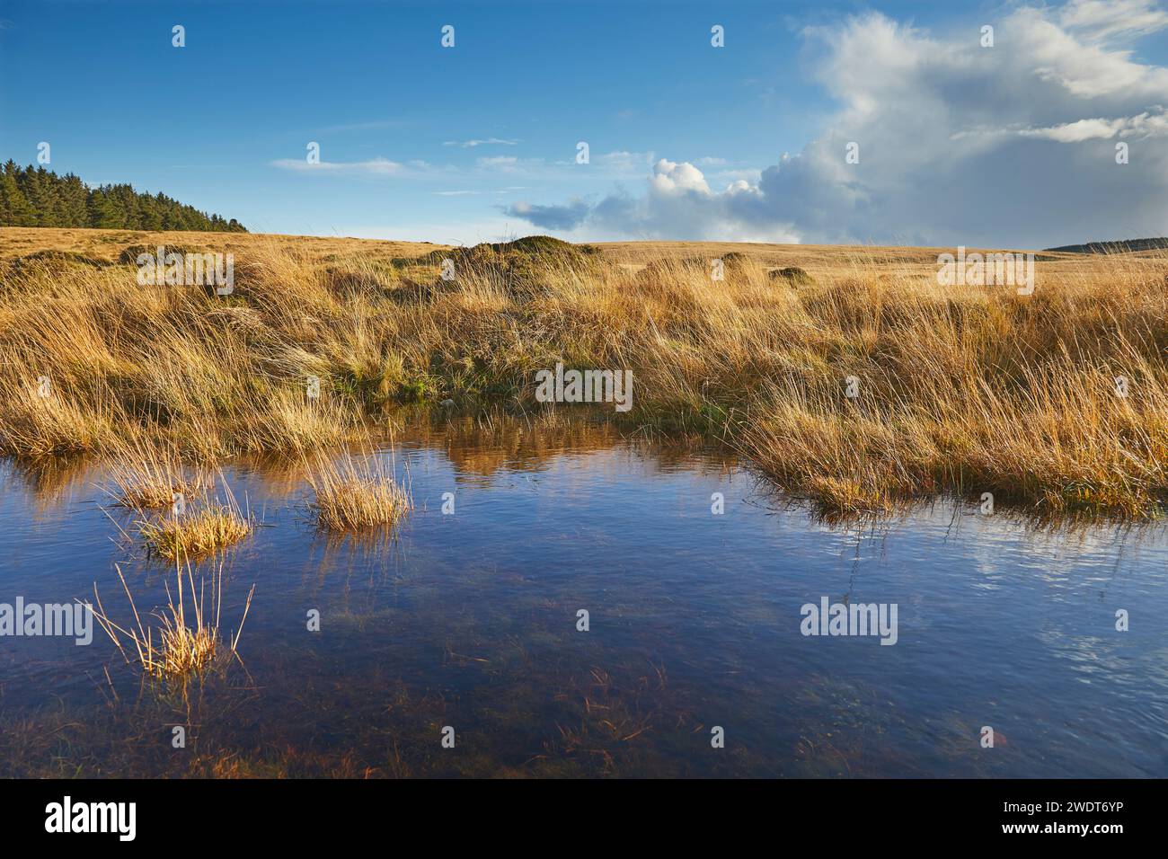 Autumn across the marshy open moors of Dartmoor, Gidleigh Common, near ...