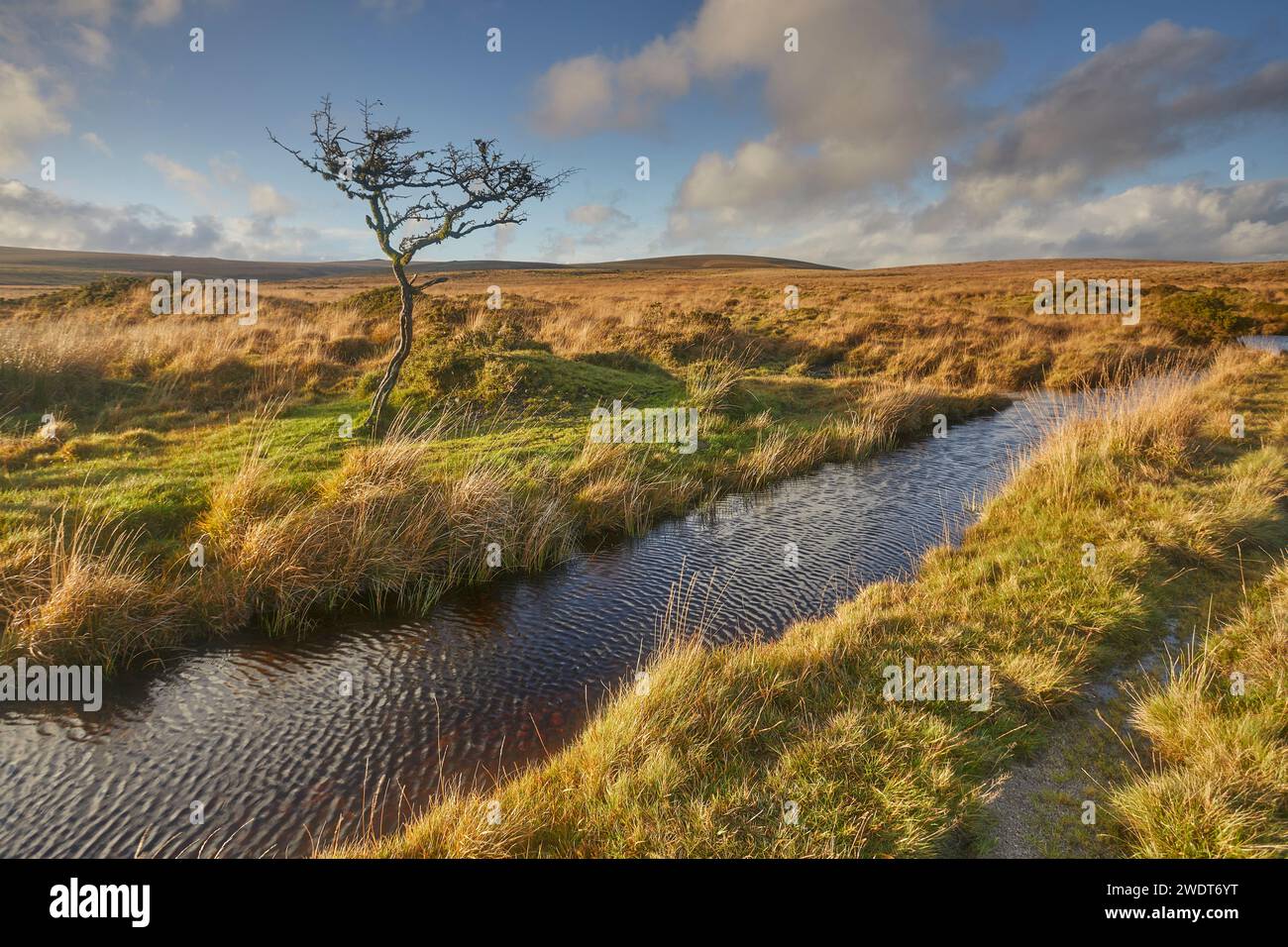 Autumn across the marshy open moors of Dartmoor, Gidleigh Common, near ...