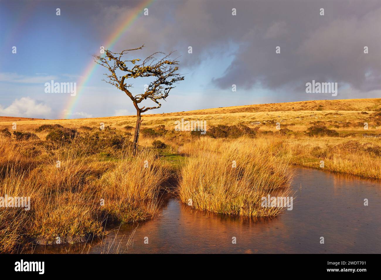 A rainbow arches across the marshy open moors of Dartmoor in autumn ...