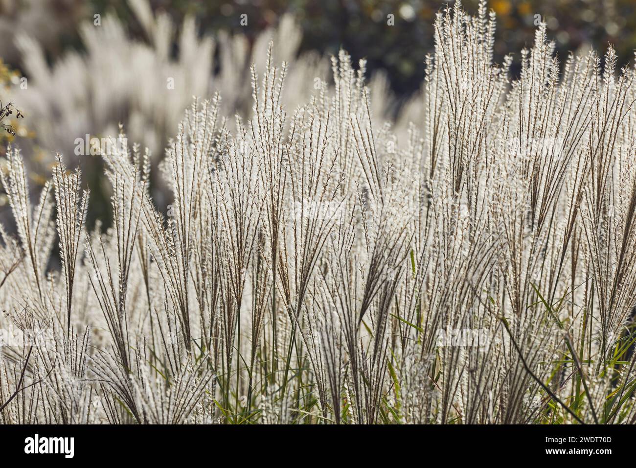 Pampas grass in autumn, in a Devon garden, England, United Kingdom ...