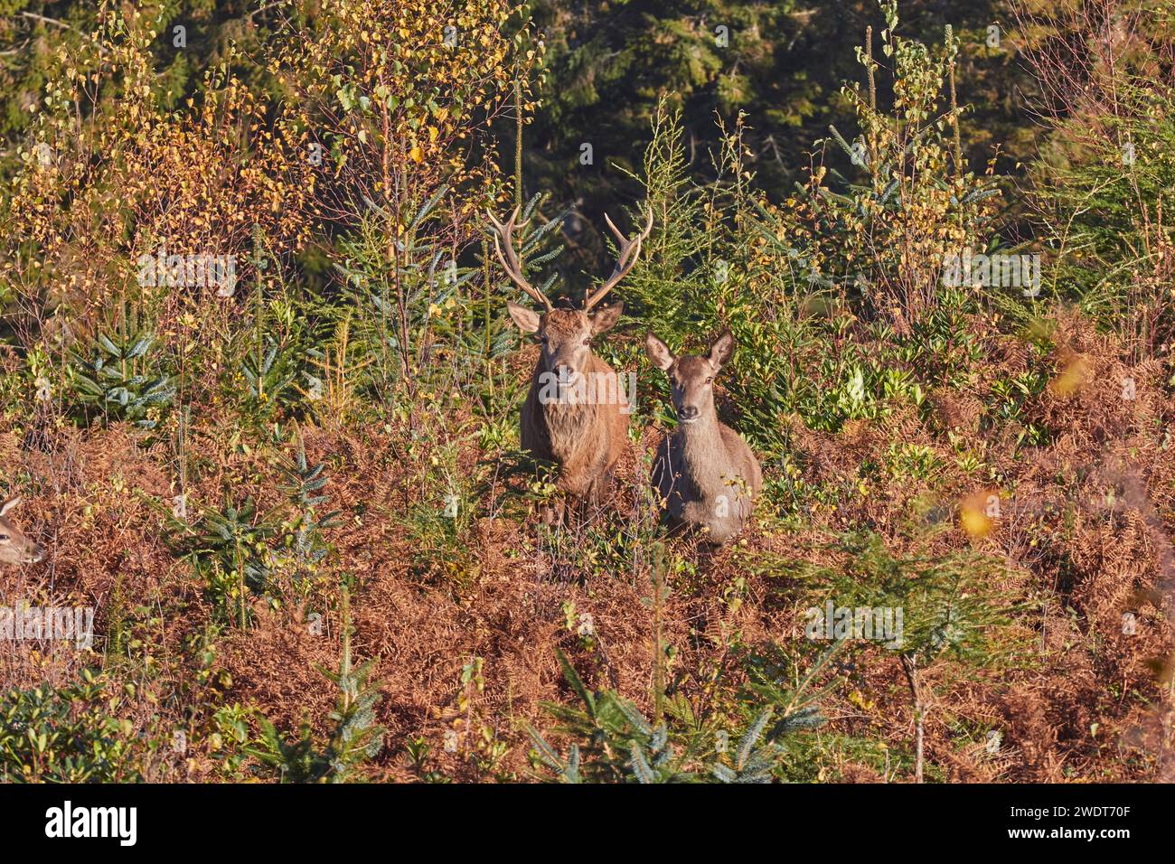 Red Deer stag and hind (female) (Cervus elaphus), among bracken in ...