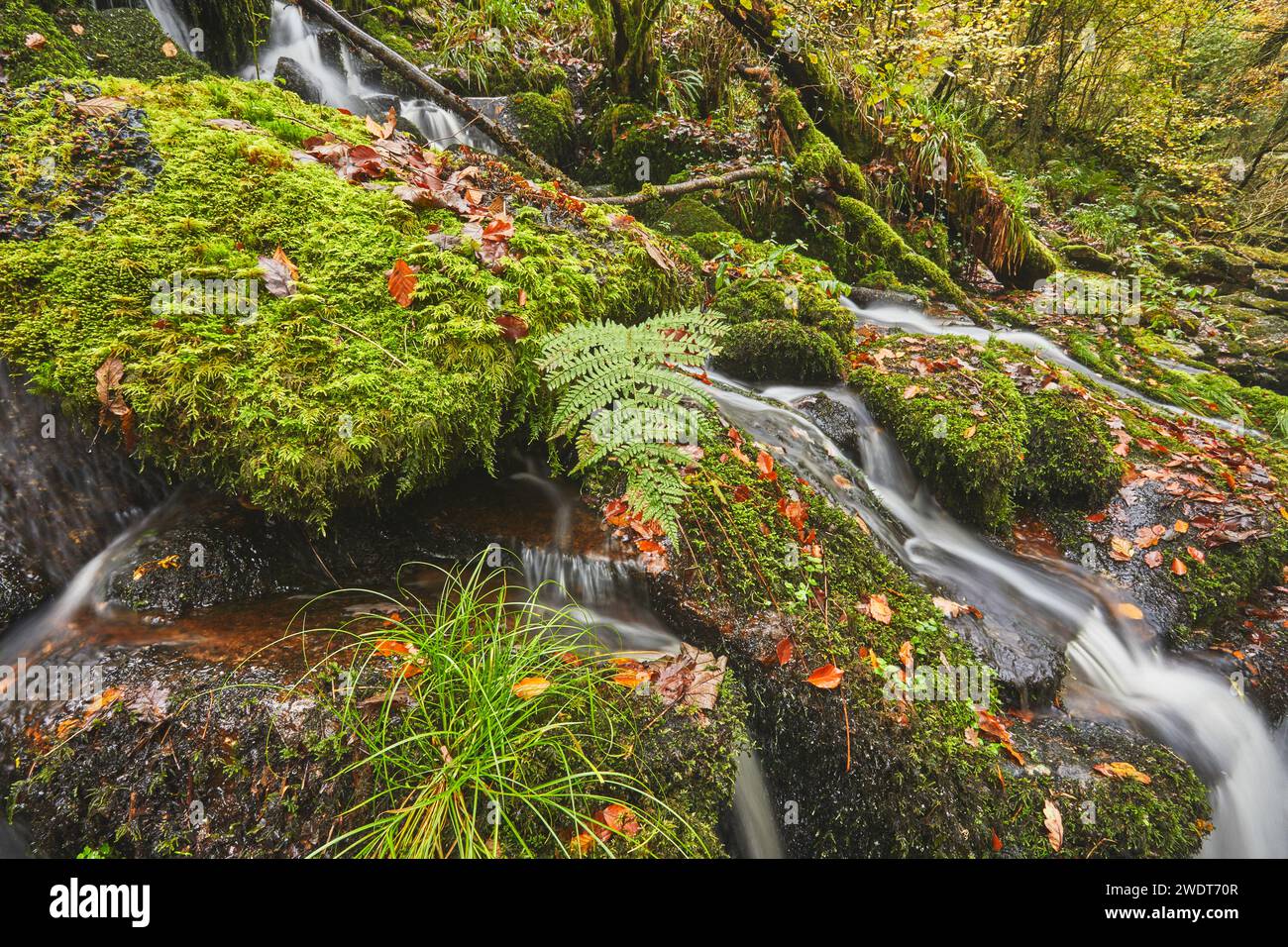 Moss-covered boulders and a tumbling stream, in ancient woodland, in ...