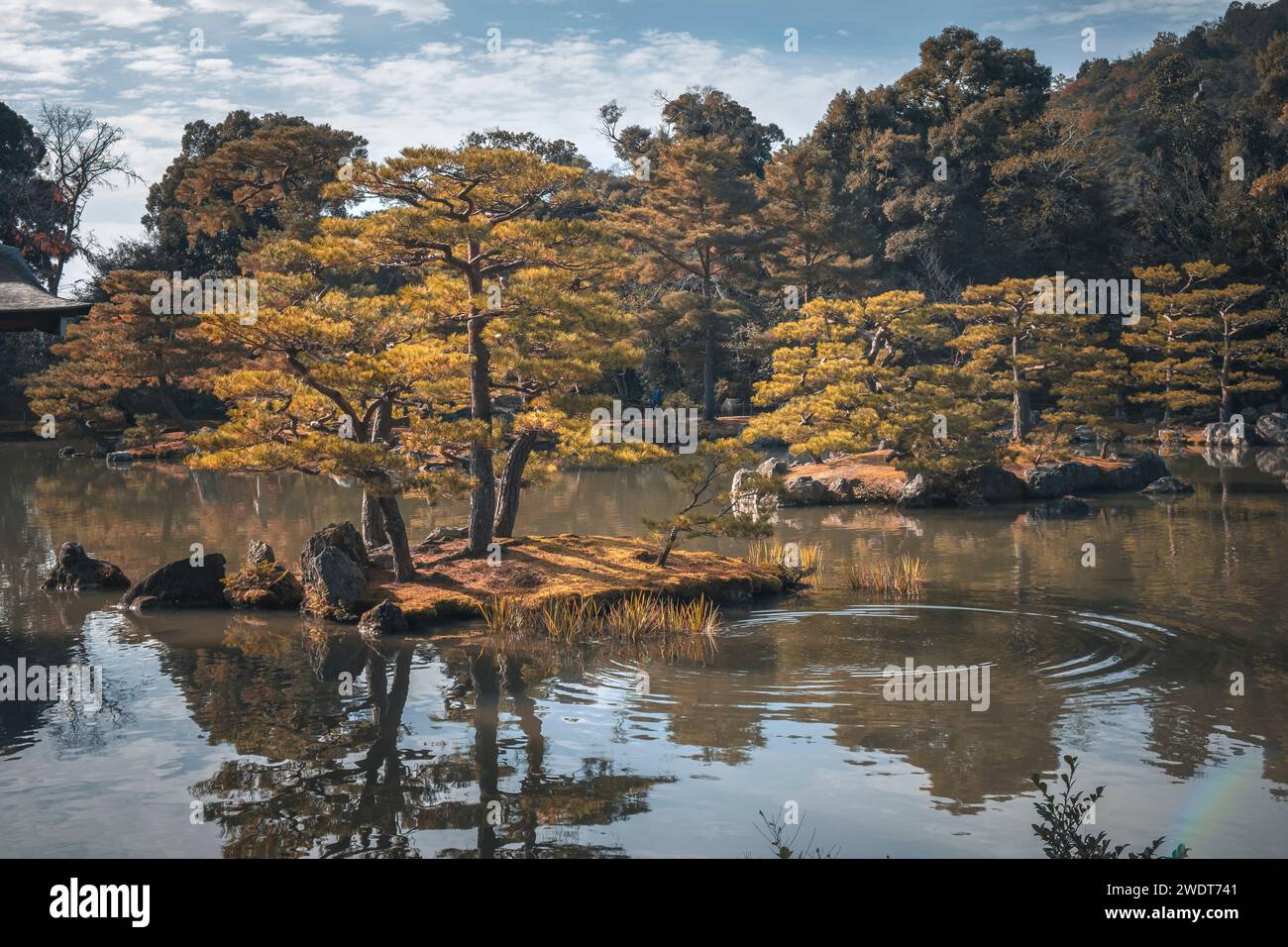 Autumn colored trees over a pond in a Japanese temple garden, Kyoto ...