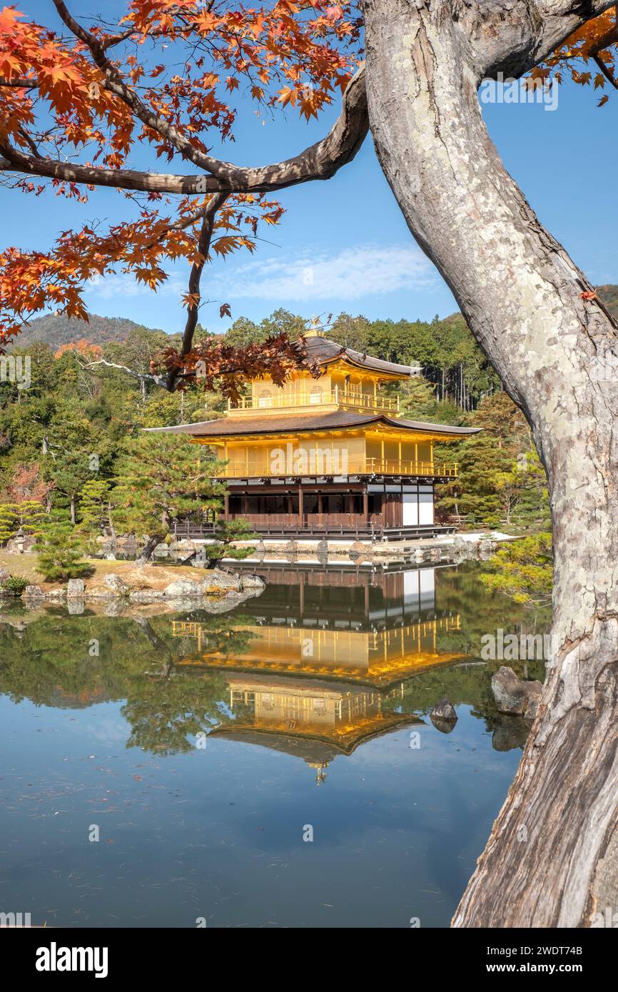 Kinkaku-ji Golden Pavilion Temple reflected in a pond in autumn and ...