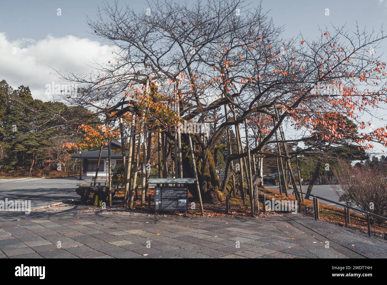 Nikkozan Rinnoji Temple 500 years old cherry tree in autumn, Nikko ...