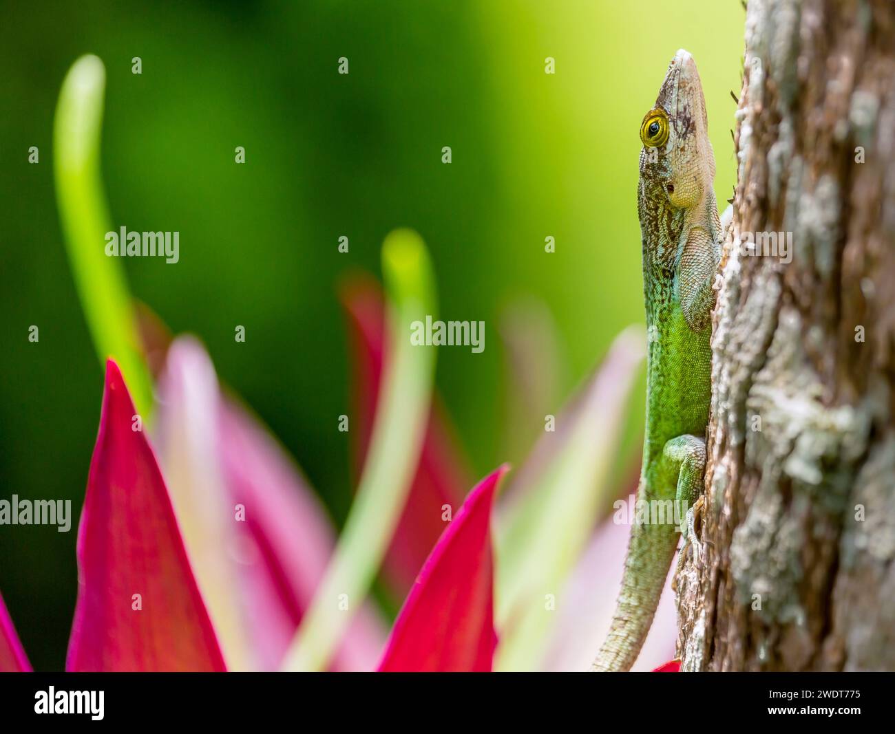 Antiguan Anole lizard (Anolis Leachii) in Smiths, Bermuda, Atlantic ...