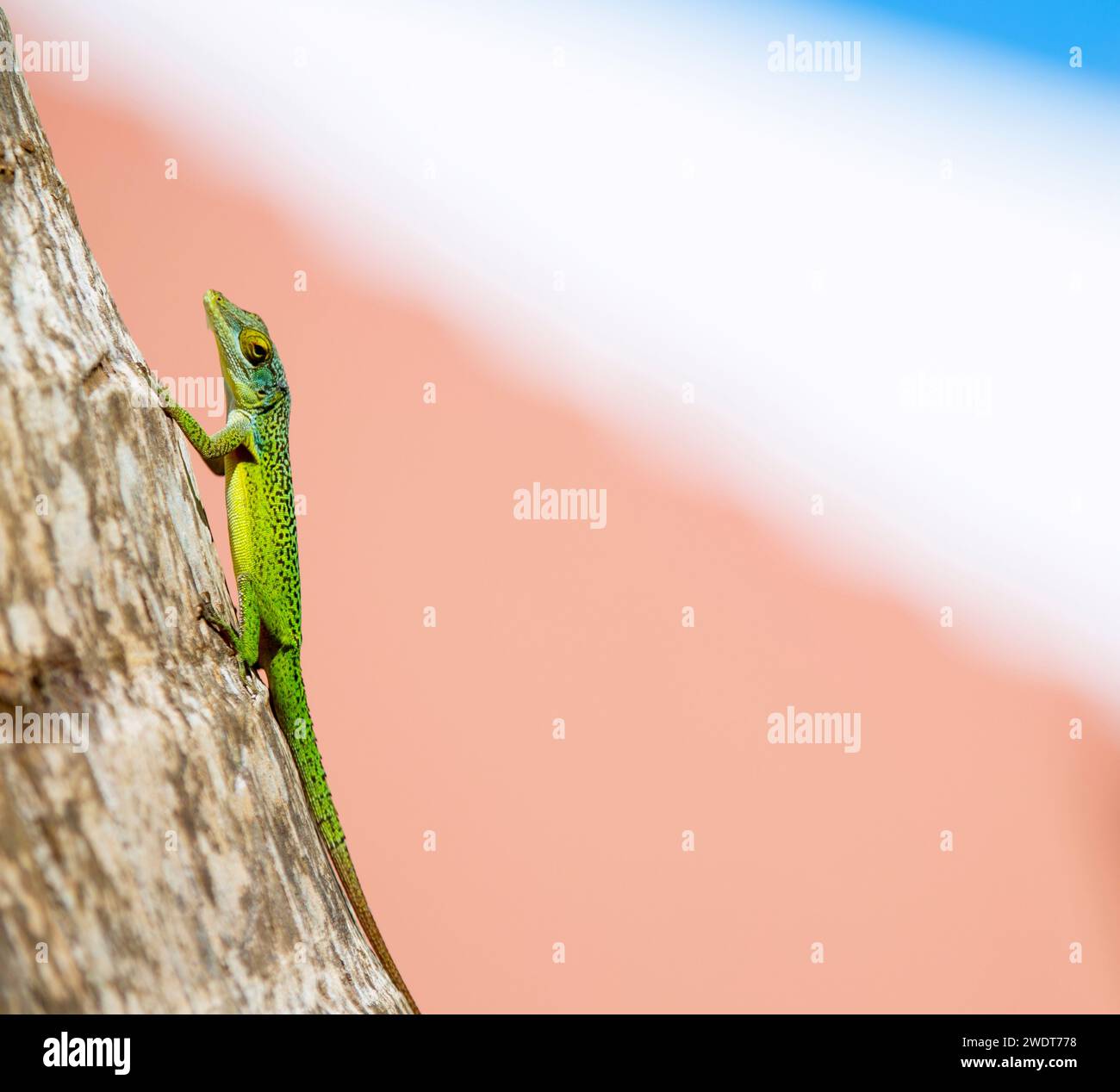 Antiguan Anole lizard (Anolis Leachii) in Smiths, Bermuda, Atlantic ...