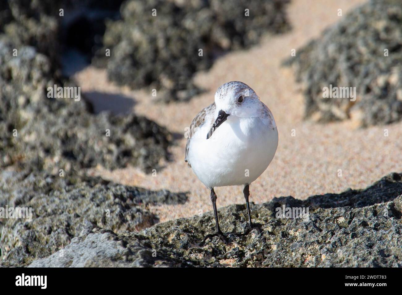 Sandpiper (Scolopacidae), a common wading bird, Bermuda, Atlantic ...