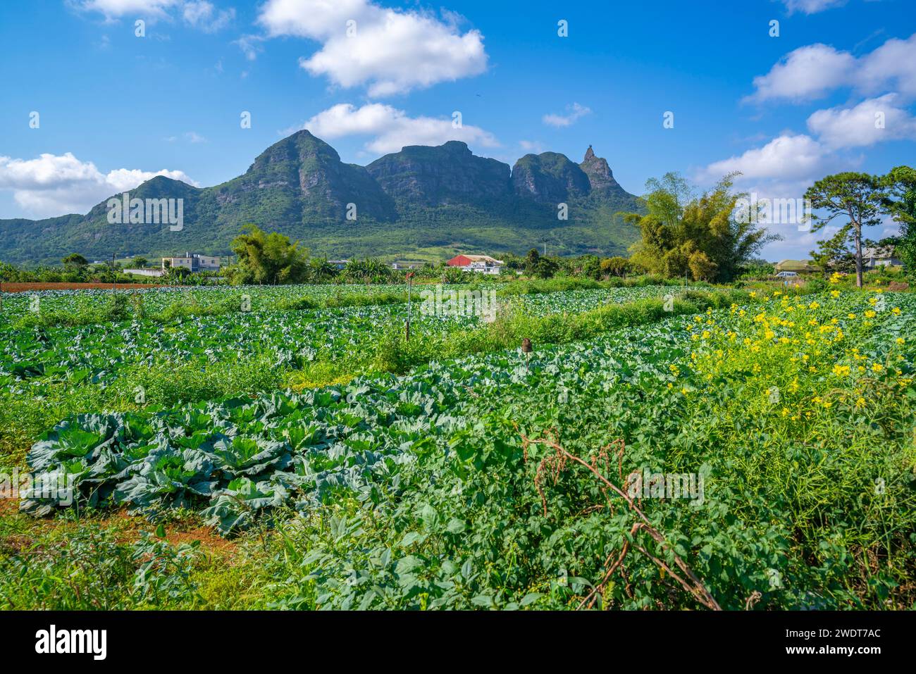 View of farm land and mountains from near Ripailles, Mauritius, Indian ...