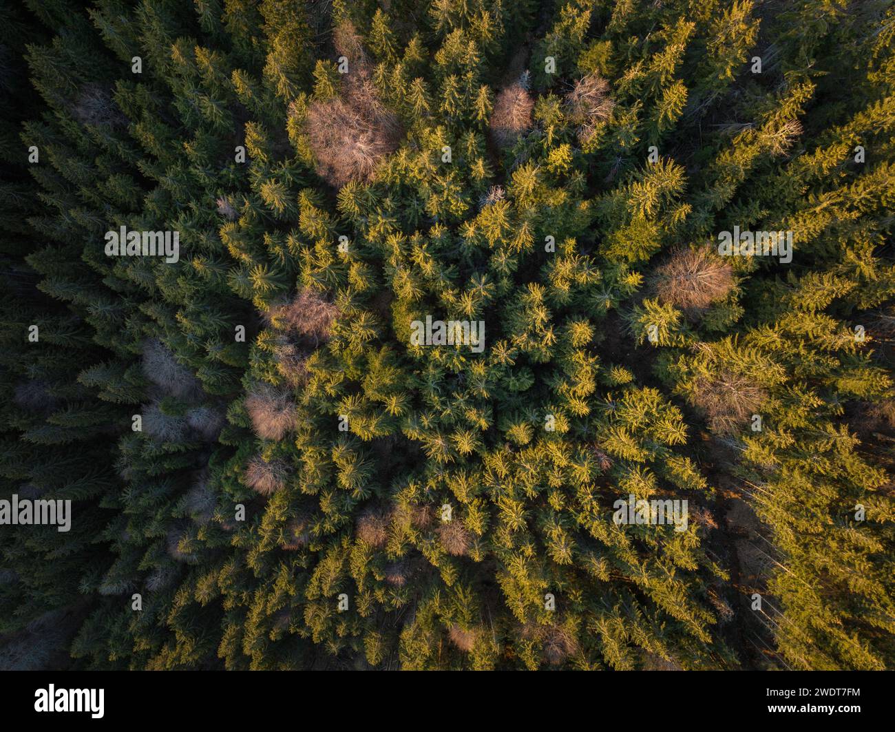 Aerial of forest landscape near Nucsoara, Arges County, Muntenia ...