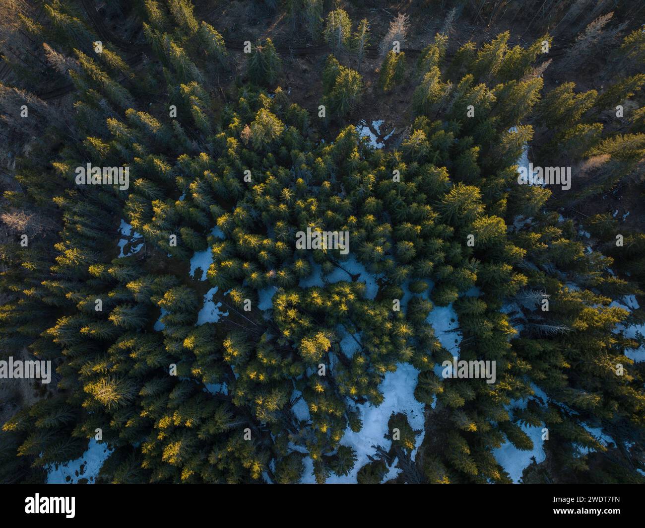 Aerial of forest landscape near Nucsoara, Arges County, Muntenia ...