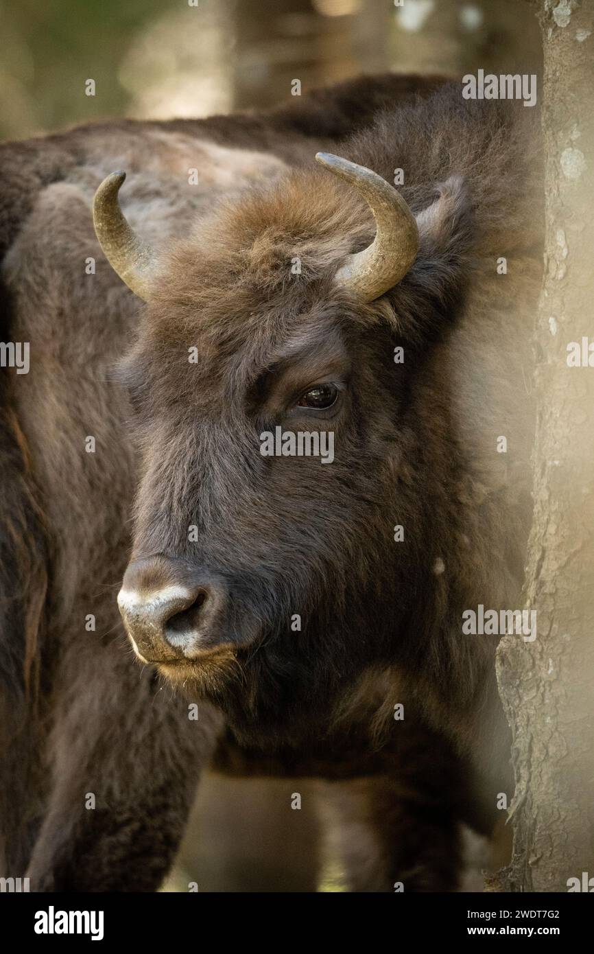 Wild european bison hi-res stock photography and images - Alamy