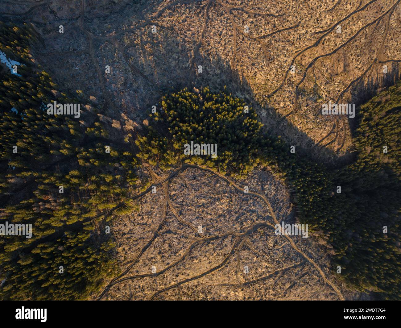Aerial of forest landscape near Nucsoara, Arges County, Muntenia ...