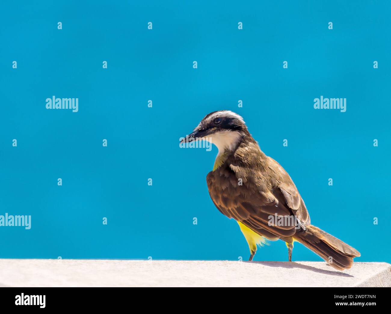 Great Kiskadee, (Pitangus Sulphuratus), a passerine bird common in ...