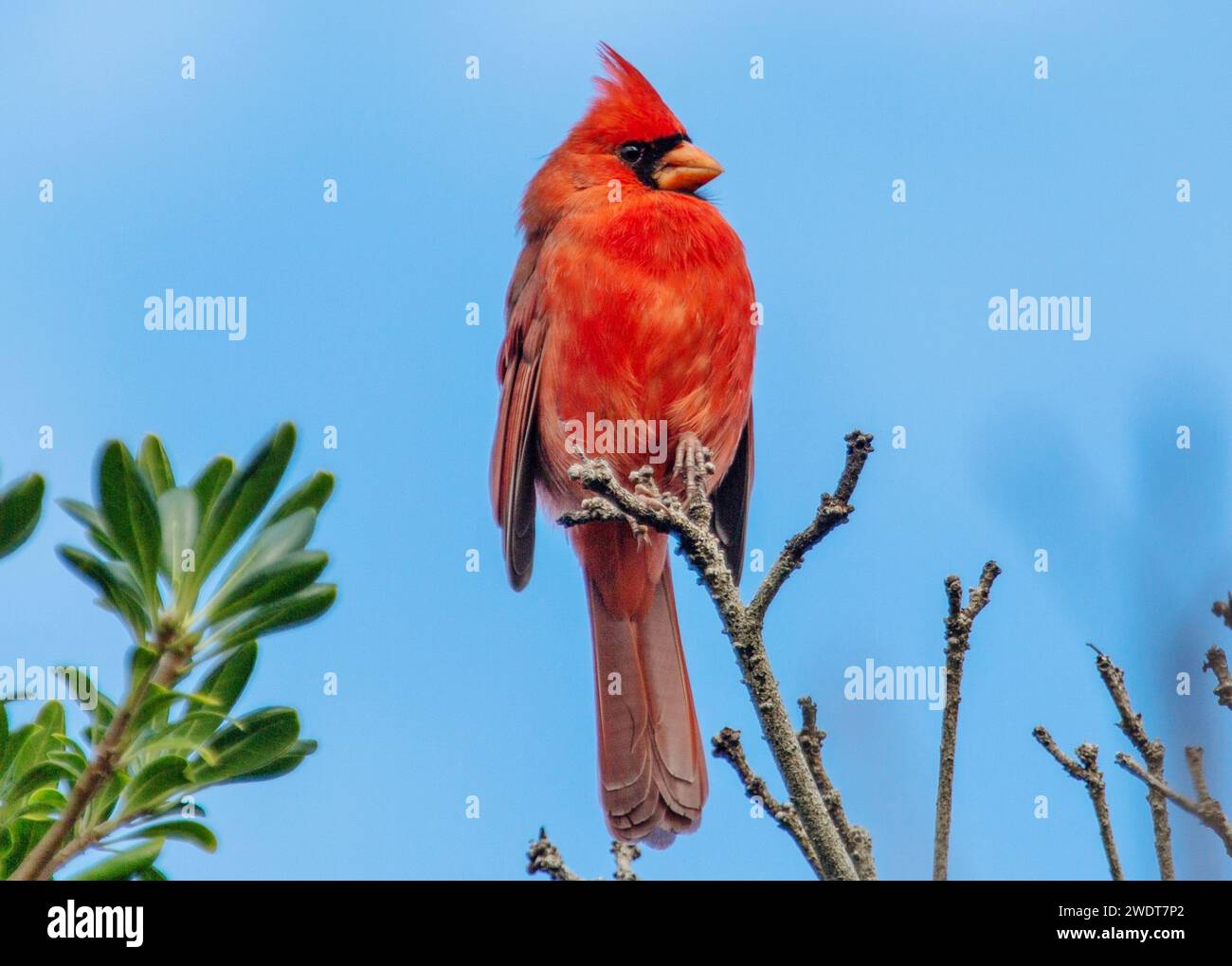 Male Northern Cardinal (Cardinalis cardinalis), a mid sized songbird ...