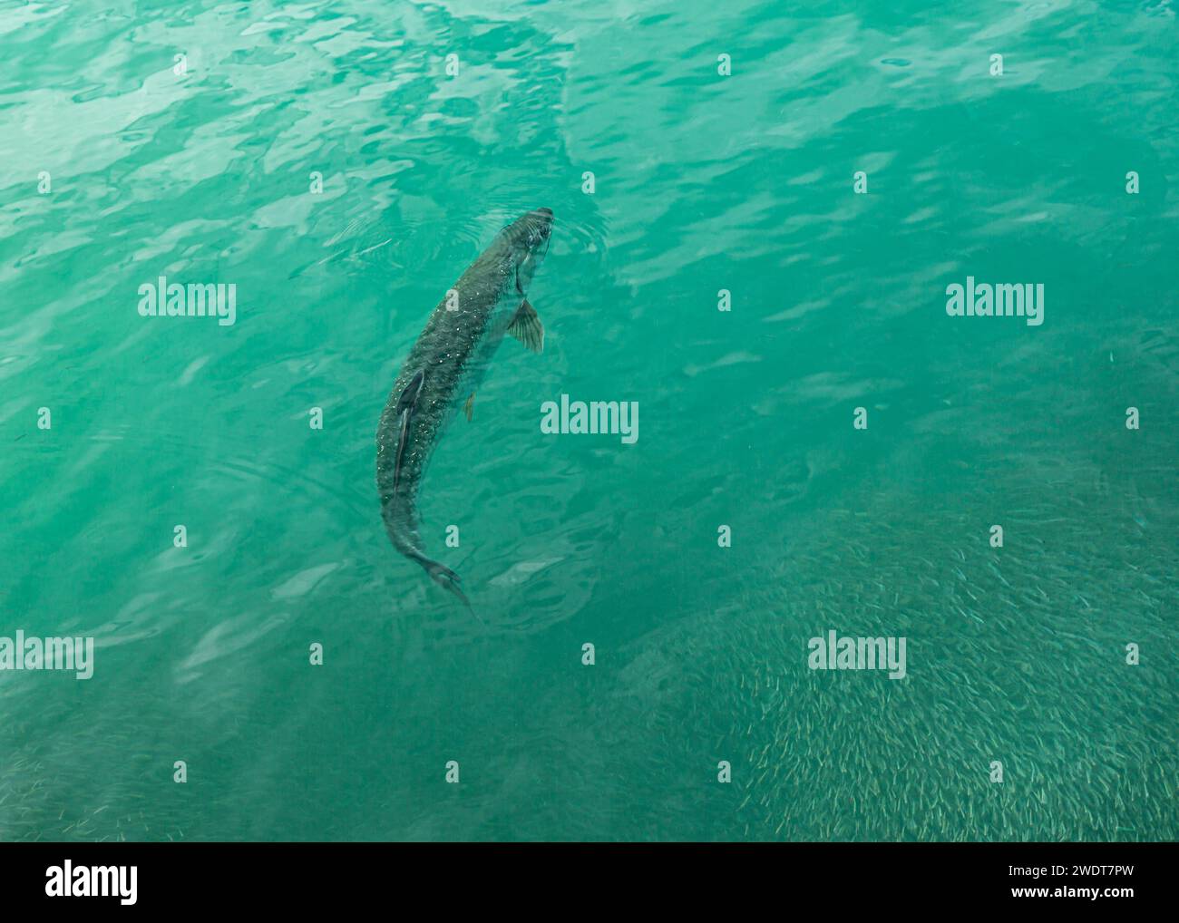 Tarpon (Megalops Atlanticus) chasing fry in Bailey's Bay, Bermuda ...