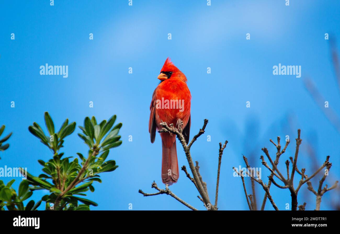 Male Northern Cardinal (Cardinalis cardinalis), a mid sized songbird ...