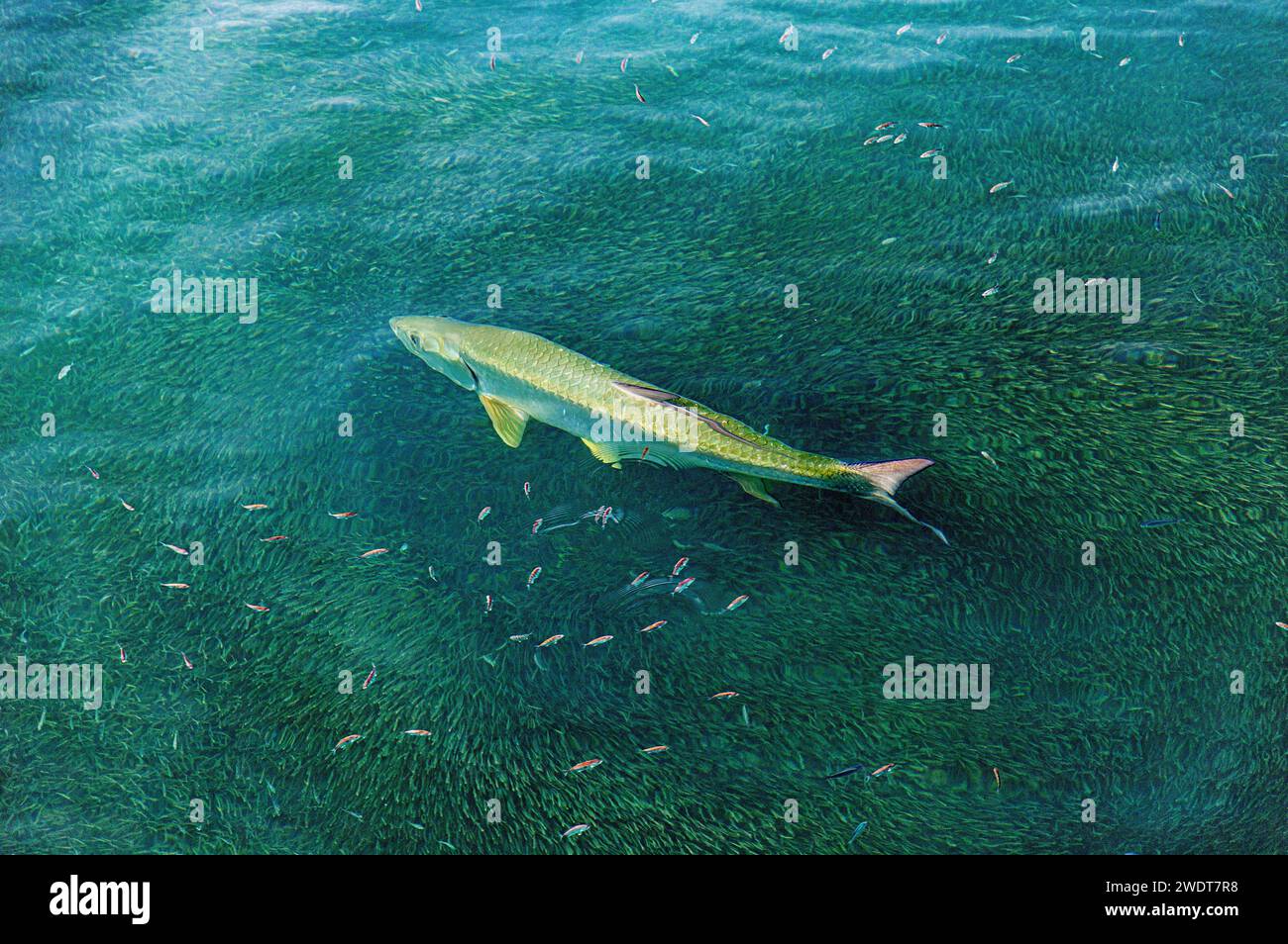 Tarpon (Megalops Atlanticus) chasing fry in Bailey's Bay, Bermuda ...