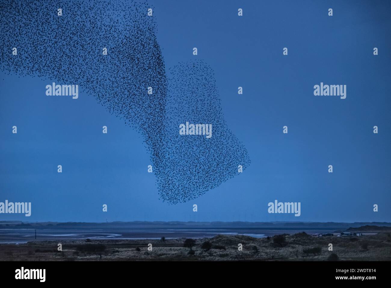 Starlings murmuration uk people hi-res stock photography and images - Alamy