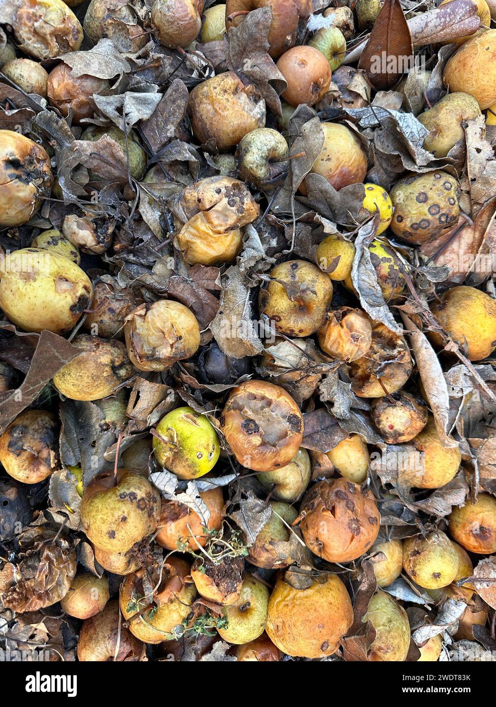 Rotten yard hi-res stock photography and images - Alamy