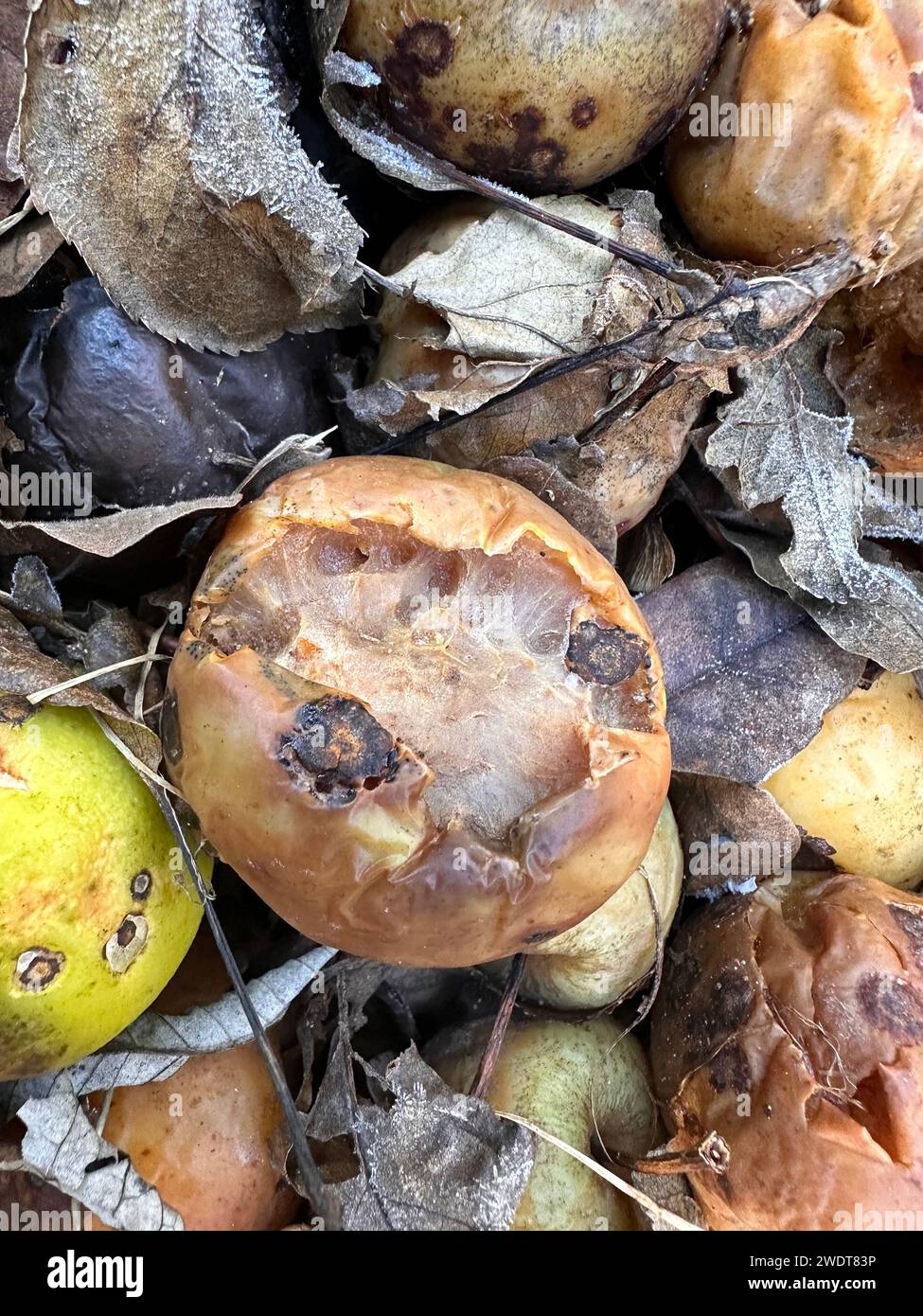 A close up view of a pile of rotten apples in a garden yard Stock Photo ...
