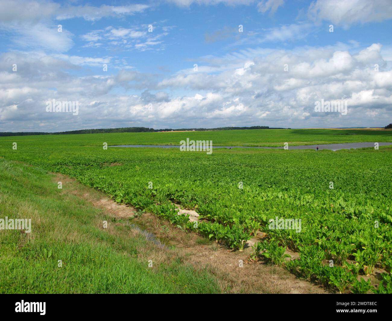 Fields and forests in Lithuania Stock Photo - Alamy