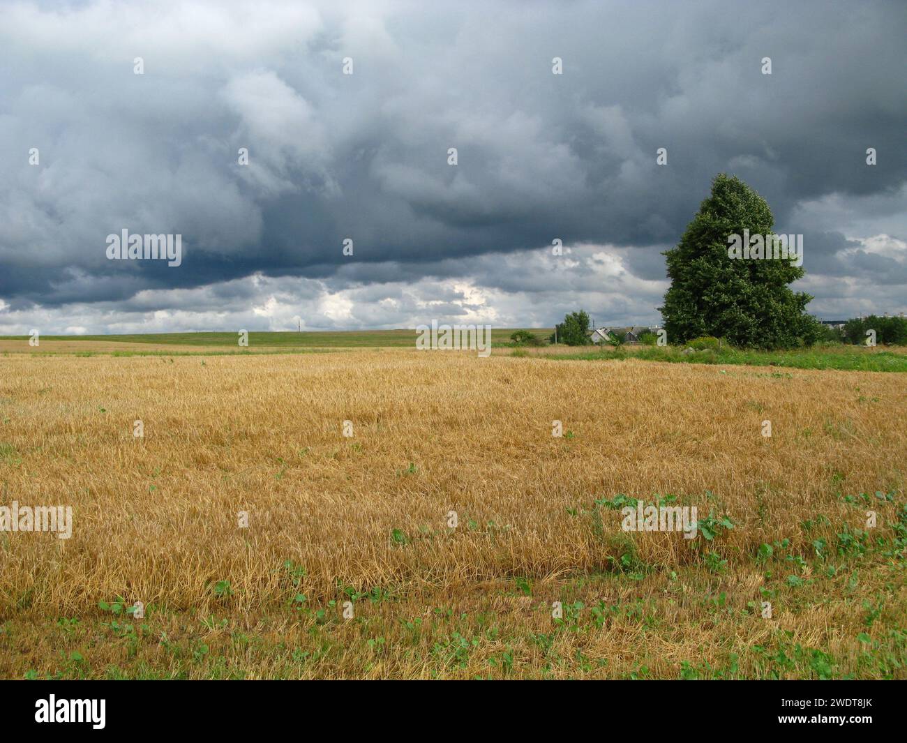 Fields and forests in Lithuania Stock Photo - Alamy