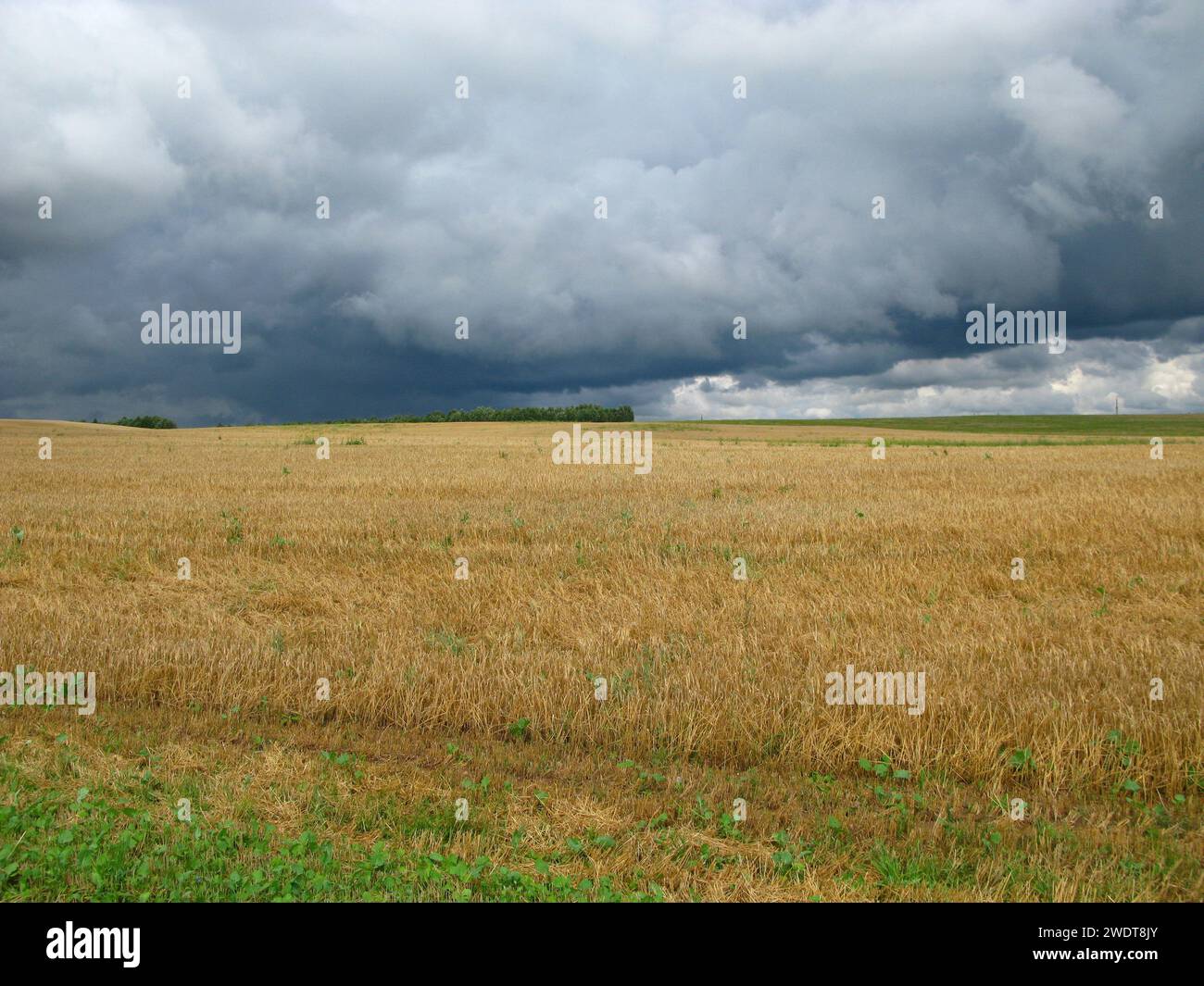 Fields and forests in Lithuania Stock Photo - Alamy