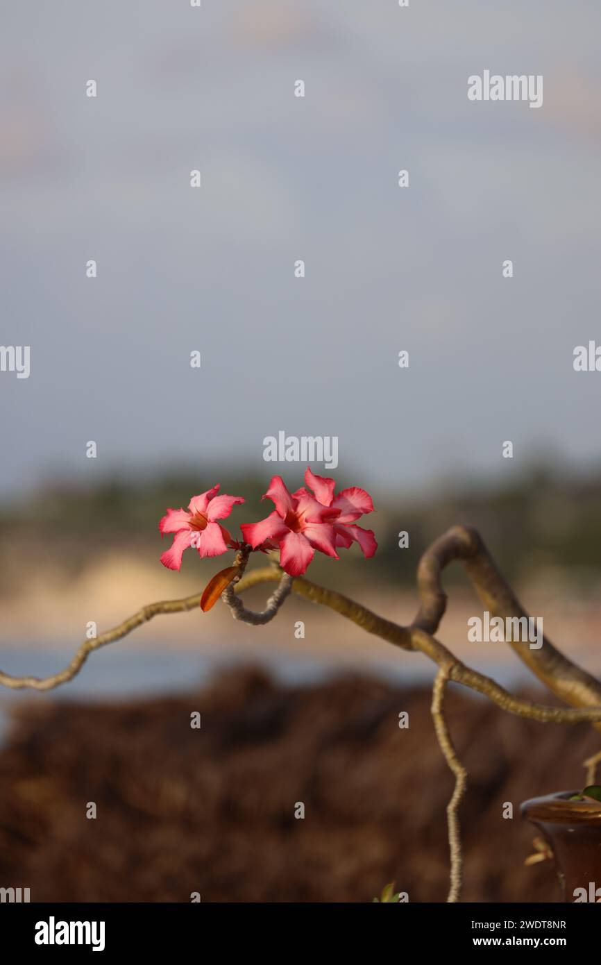 A branch with vibrant desert roses, Adenium obesum Stock Photo - Alamy